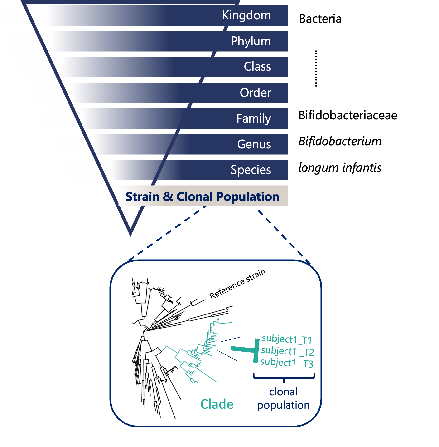 Strain Tracking & Microbiome Engraftment Analysis | Cmbio
